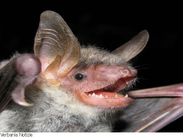 In Campo con i ricercatori 2018: I chirotteri