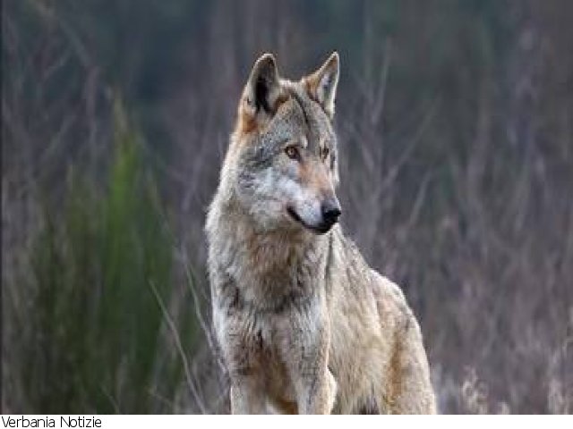 Lupi: biodiversità e sicurezza