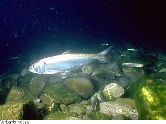 Ordinanza per sfoltimento di Agone nel lago Maggiore